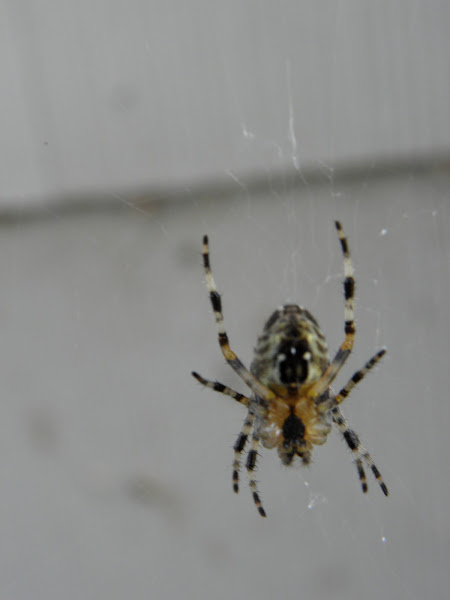 garden spider | Project Noah