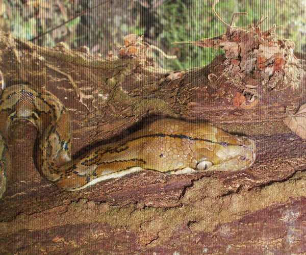 Reticulated Python | Project Noah