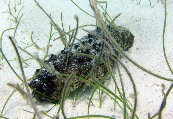 Donkey Dung Sea Cucumber | Project Noah