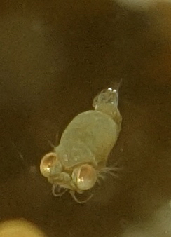 Mysid Shrimp | Project Noah