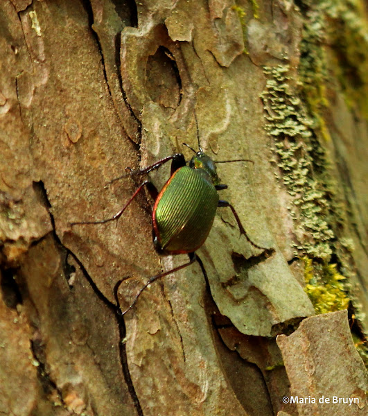 Fiery searcher beetle | Project Noah