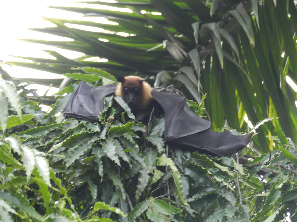 Indian Giant Fruit Bat | Project Noah
