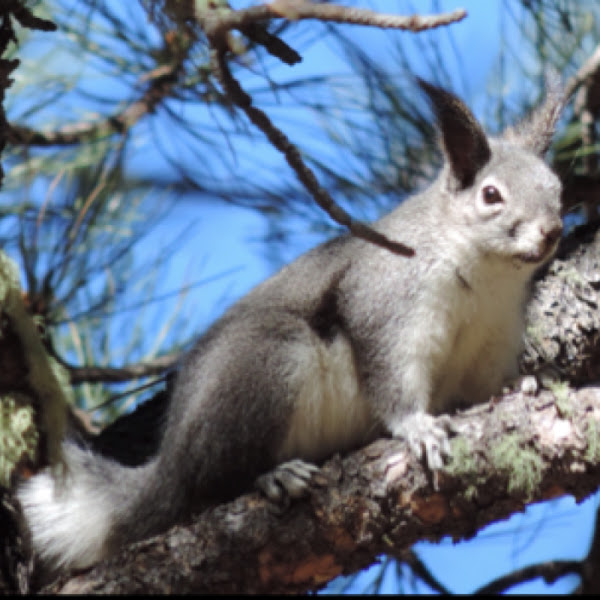 Abert's Squirrel | Project Noah