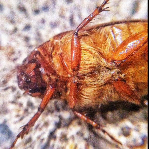 June Bug | Project Noah