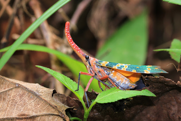 Pyrops candelarius (龍眼雞) | Project Noah