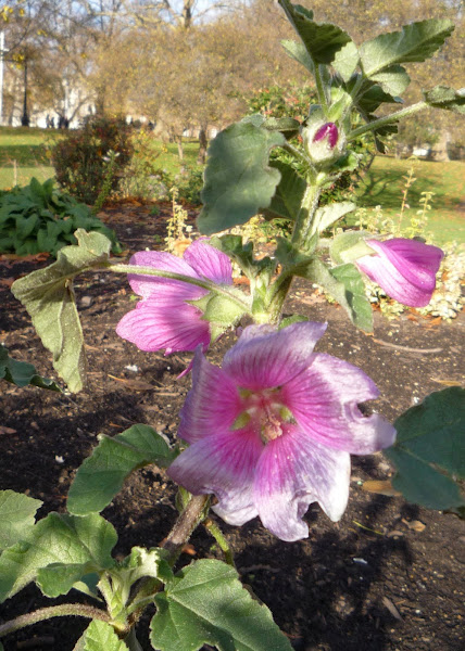 Malva real, malvarrosa, malva isabela. | Project Noah