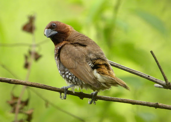 Scaly-breasted Munia | Project Noah