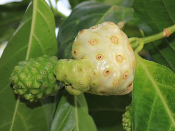 Noni (from flower to ripe fruit) | Project Noah