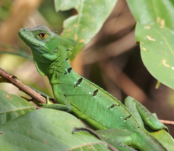 Plumed Basilisk | Project Noah