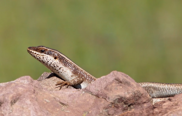 Eastern Striped Skink | Project Noah