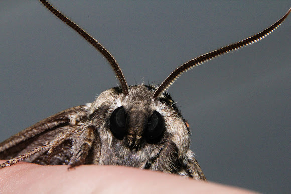 Waved Sphinx | Project Noah