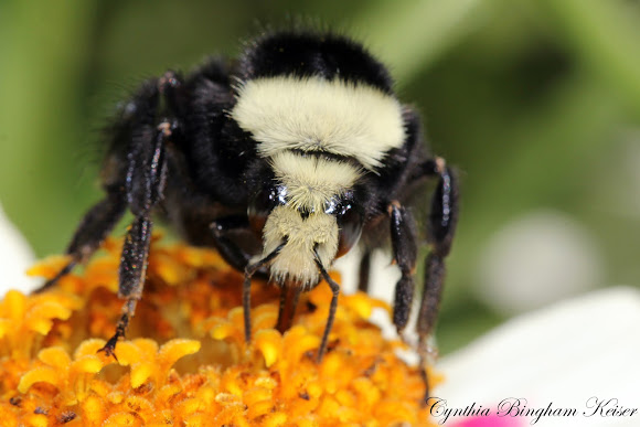 Yellow-faced Bumblebee | Project Noah