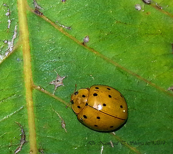 16-spot Lady Beetle | Project Noah