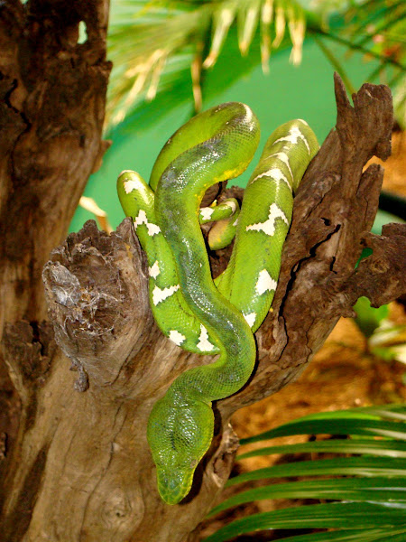 Emerald Tree Boa | Project Noah