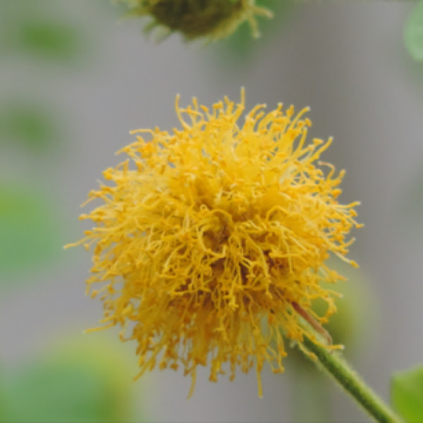 Goldenball Lead Tree | Project Noah