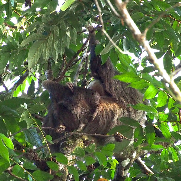Hoffmann's Two-toed Sloth | Project Noah