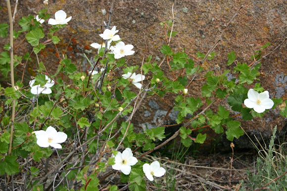 Boulder raspberry | Project Noah