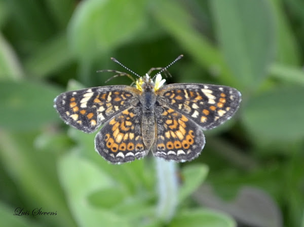 Mexican Crescent | Project Noah