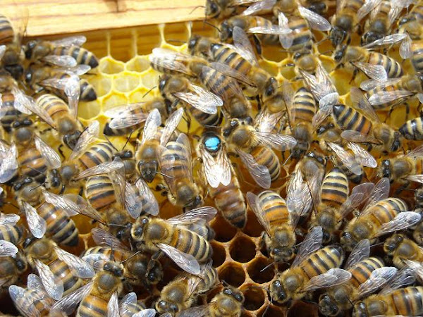 Buckfast Honeybee | Project Noah