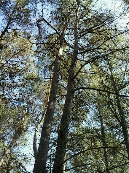 Pi blanc | Project Noah