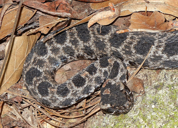 Pygmy Rattlesnake | Project Noah