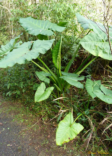 Giant aroid | Project Noah