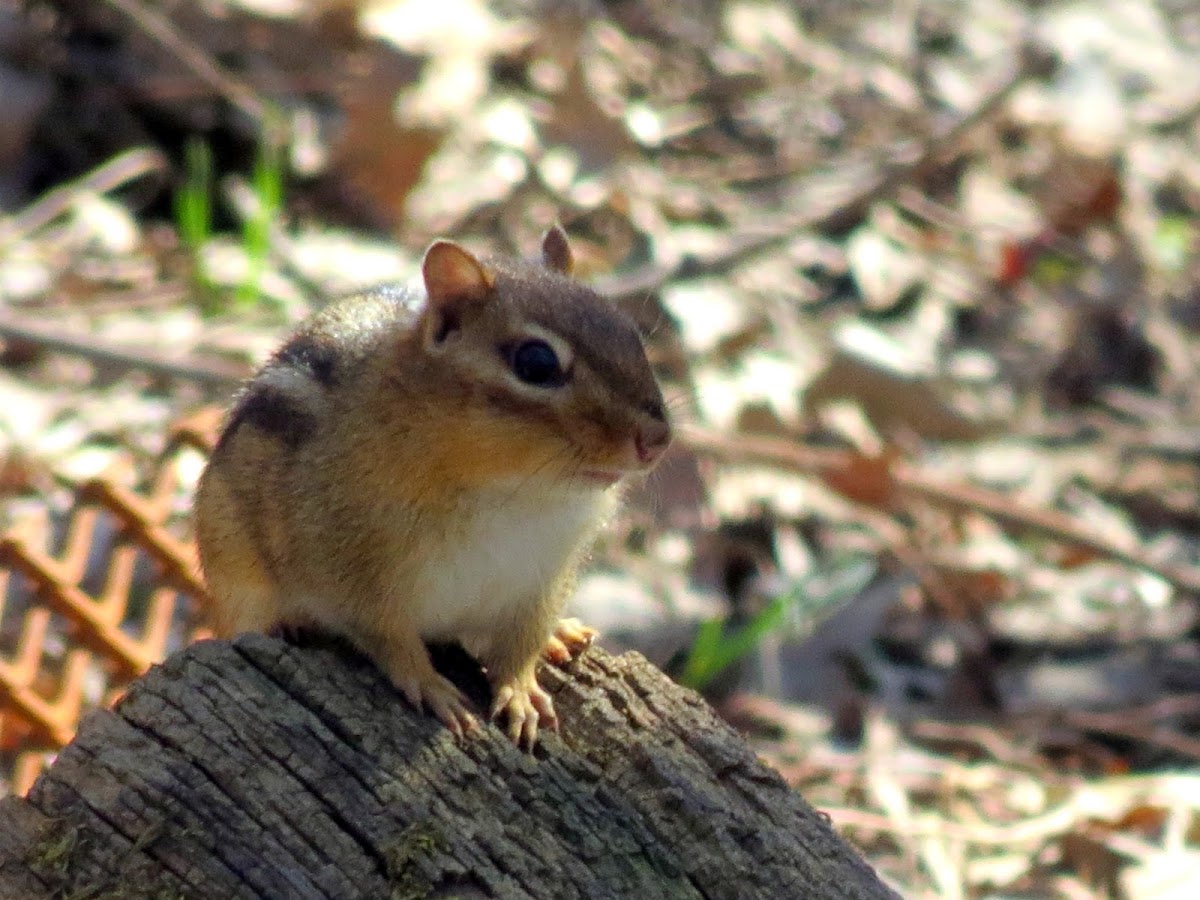 Eastern Chipmunk | Project Noah