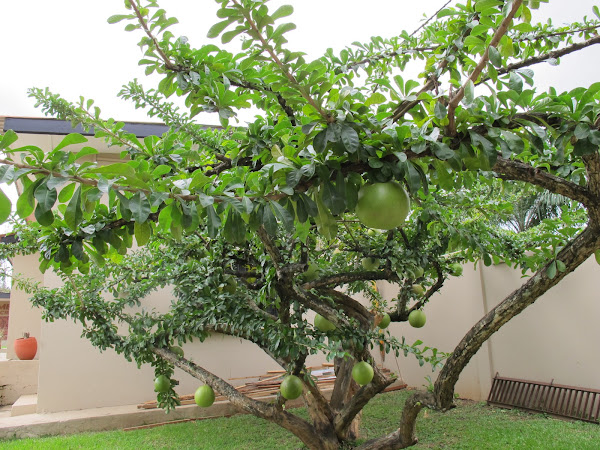 Calabash tree | Project Noah