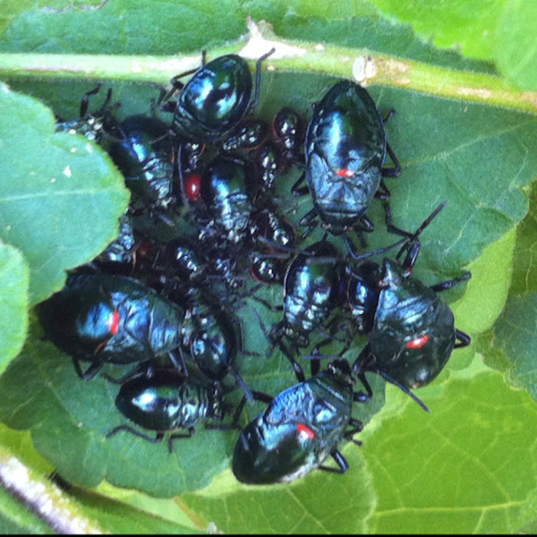 Bordered Plant Bug Nymph | Project Noah