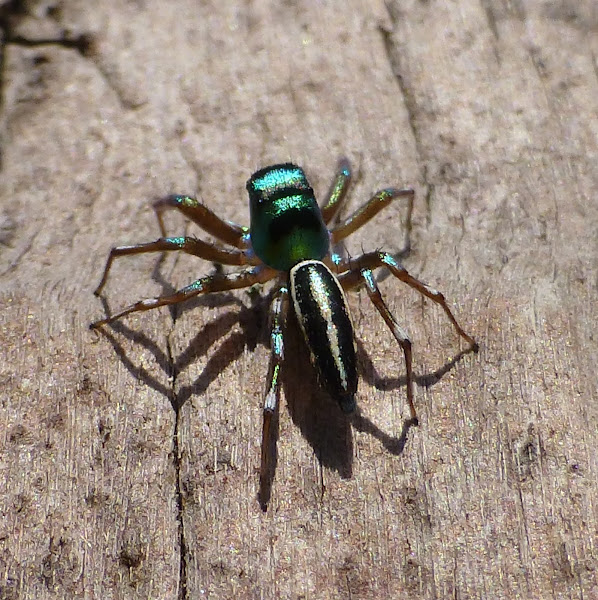 Jumping spider | Project Noah