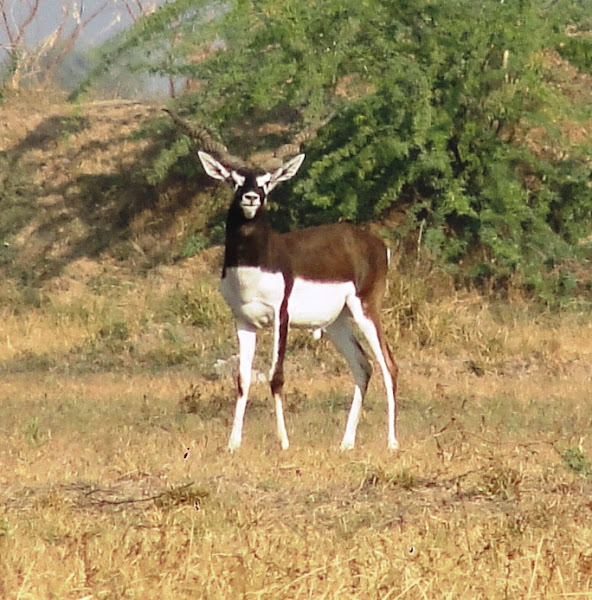 Krishna Mrigam ( કાળિયાર ) | Project Noah