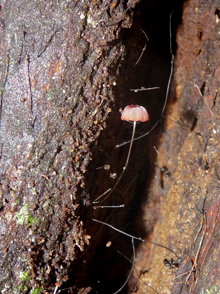 Marasmius Fungus | Project Noah