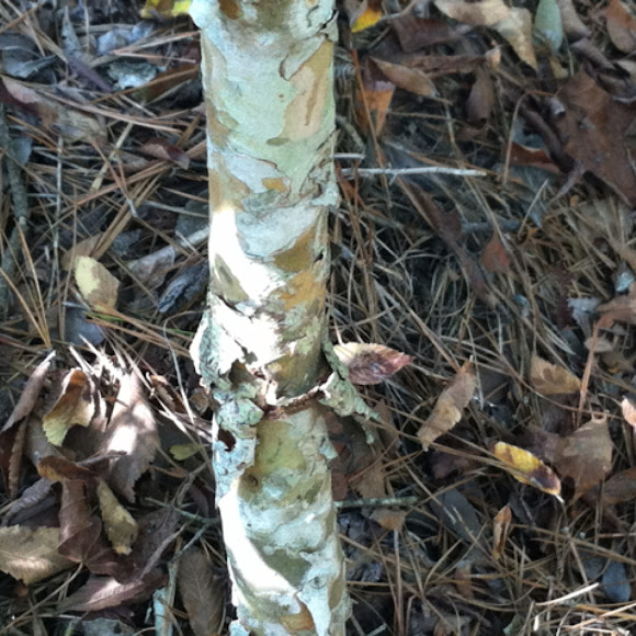 Parsley Leaf Hawthorn | Project Noah