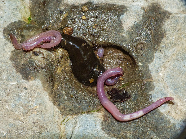 Leech | Project Noah