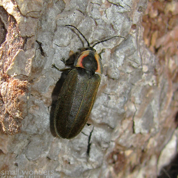 Winter Firefly | Project Noah