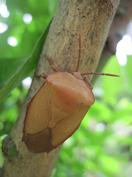 Giant Stink Bug | Project Noah