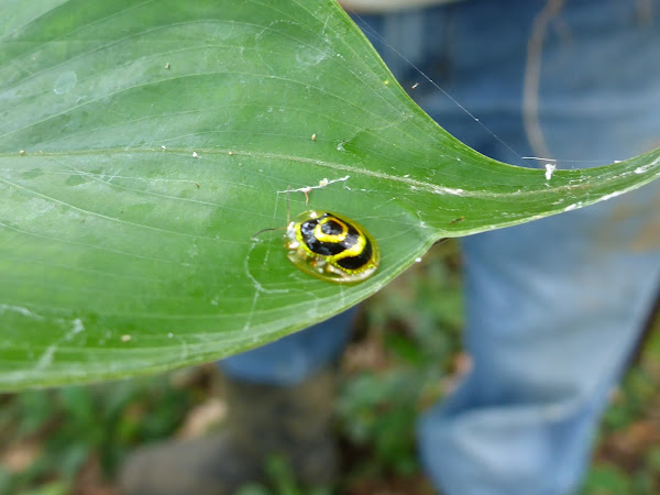 Target beetle | Project Noah