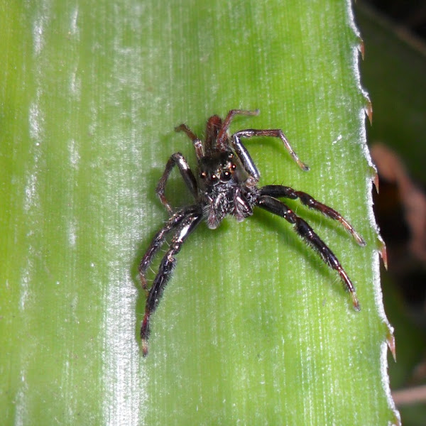 Spider | Project Noah