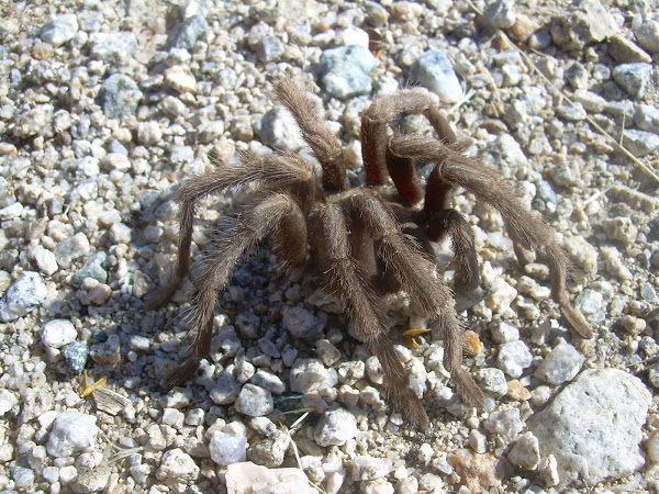 Desert Tarantula | Project Noah
