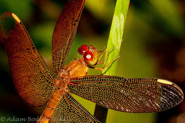 Dragonfly | Project Noah