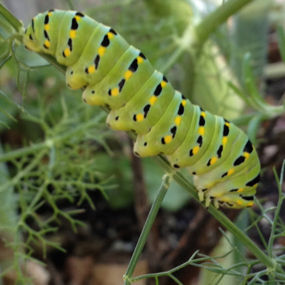 Anise Swallowtail Caterpillar | Project Noah