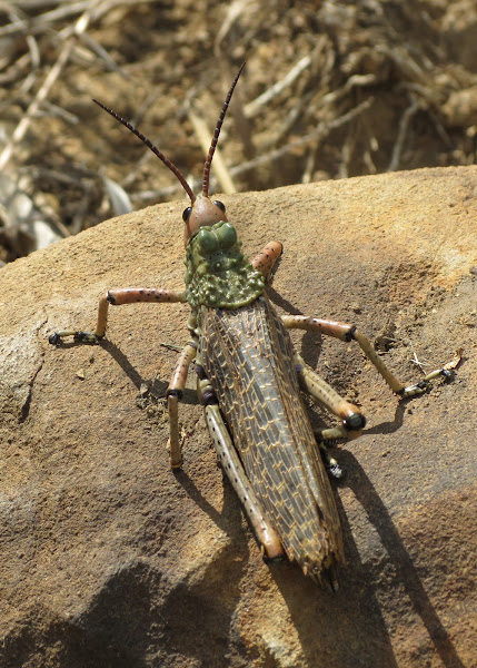 Green milkweed locust | Project Noah