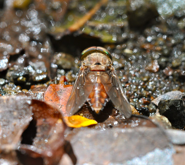 Large Fly | Project Noah