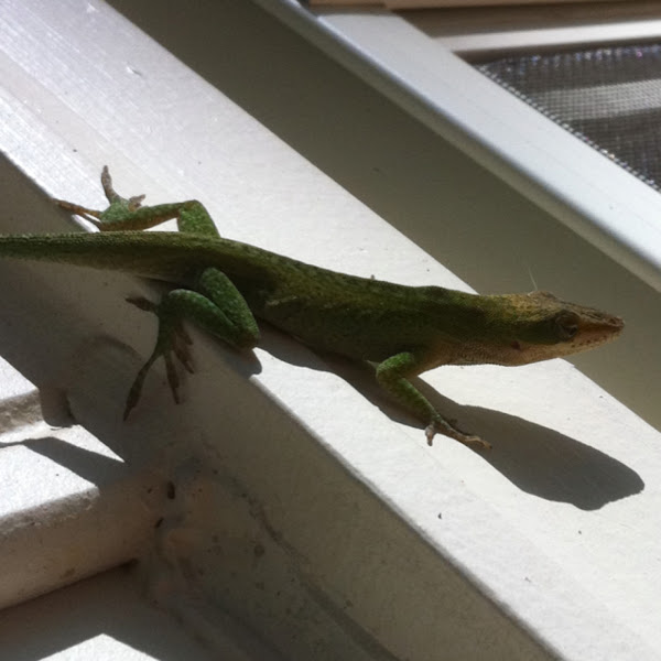 Anole | Project Noah