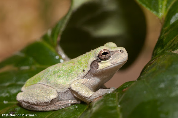 North American Tree Frog | Project Noah