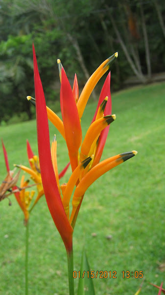 Parrot's Beak Heliconia | Project Noah