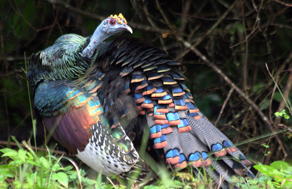 Pavo ocelado, ocellated turkey | Project Noah