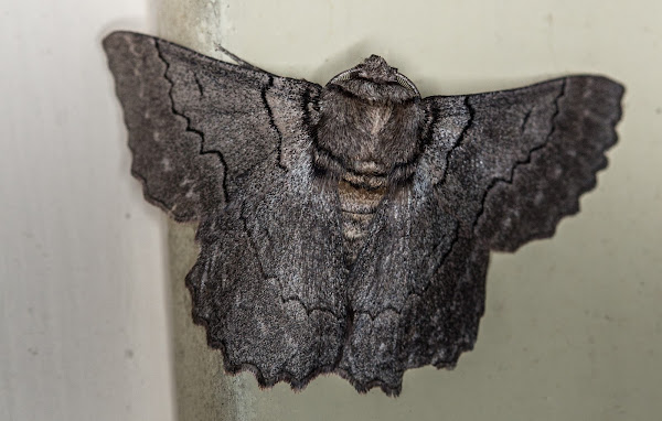 Ennominae Moth | Project Noah