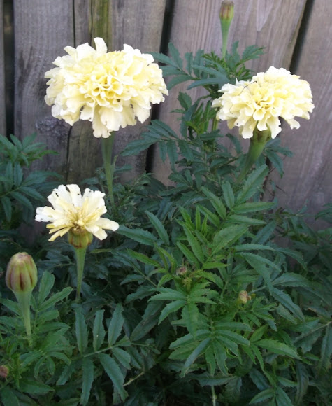 Man-in-the-Moon Marigolds | Project Noah