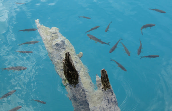 Common carp | Project Noah